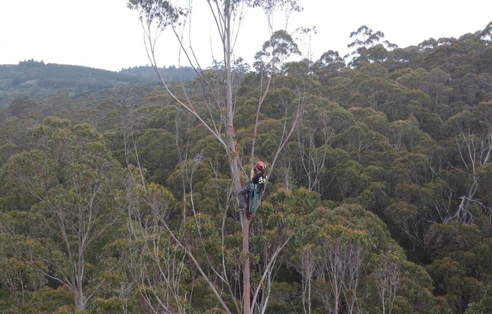 Arboriculture Students Reach New Heights Climbing - Otago Polytechnic